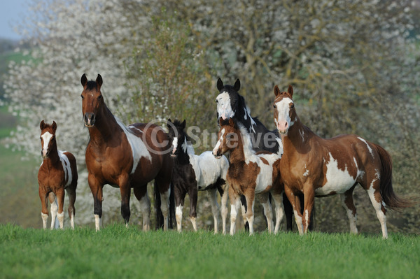 Sabine Stuewer TIERFOTO | Pferdefoto | Pferdefotografie | ID 224073